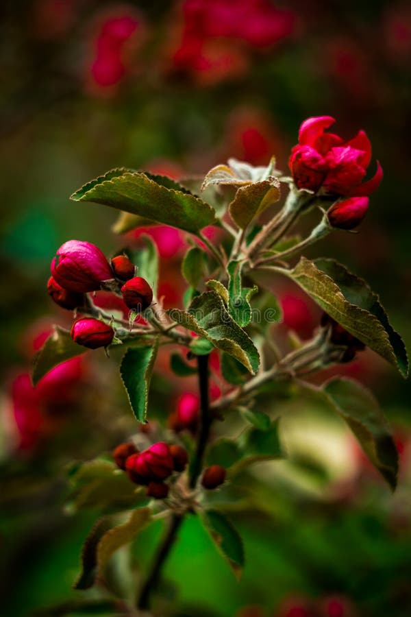 22,378 Sakura Red Stock Photos - Free & Royalty-Free Stock Photos from ...