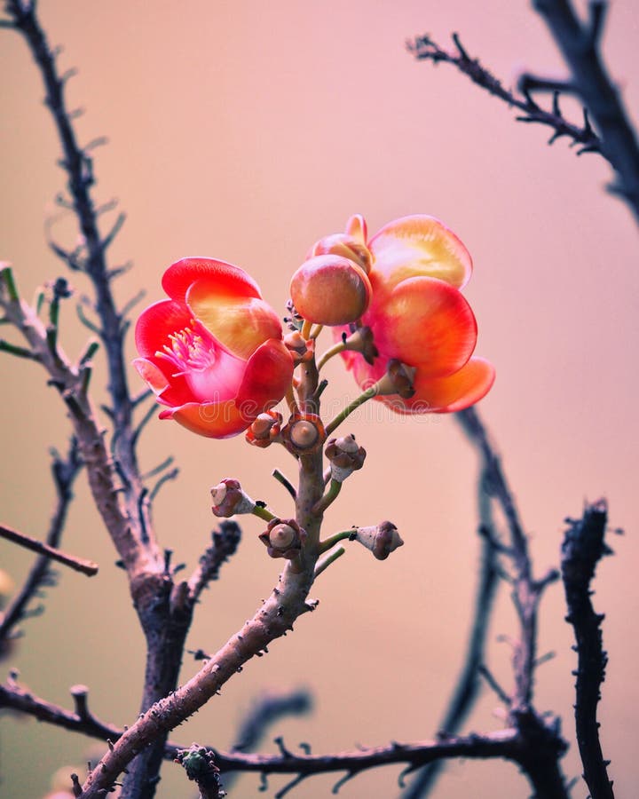 432 Sal Tree Flowers Stock Photos - Free & Royalty-Free Stock Photos ...