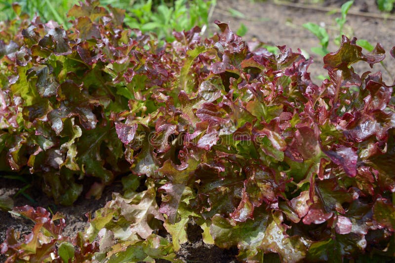 Red salad close-up stock image. Image of gardening, crop - 120878981