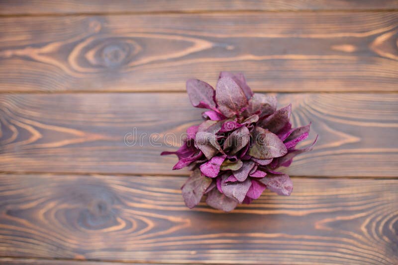 Red Salad on Dark Table stock photo. Image of lifestyle - 70494442