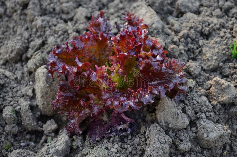 Red salad stock image. Image of growing, glass, garden - 38843083