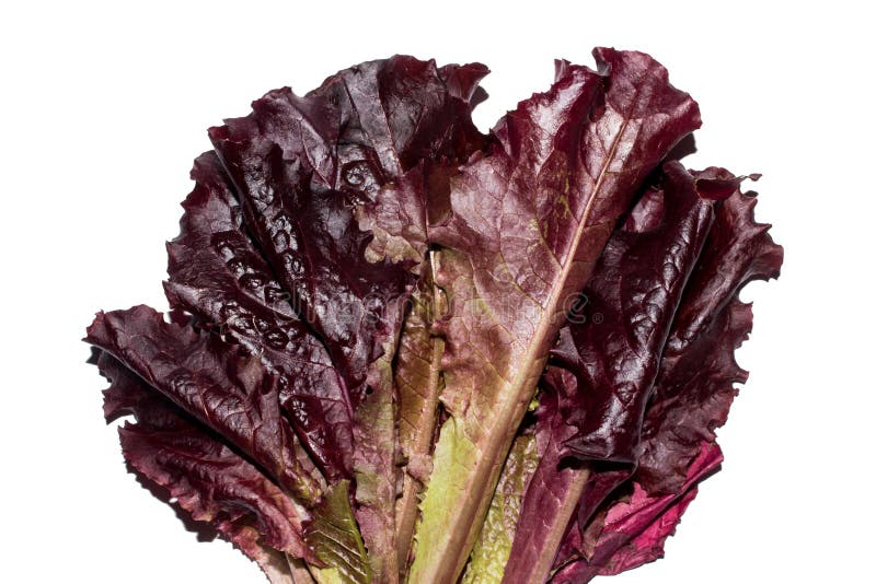 Red Salad Leaves.Salad Leaves Background Stock Image - Image of healthy ...