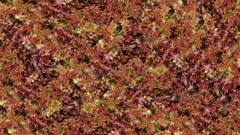 Red Salad Leaves Vegetables Background.Healthy Eating Stock Photo ...