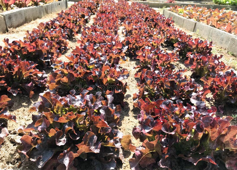 Red Salad, Planted Salad, Transformed into a Refined Soil. Long Rows ...
