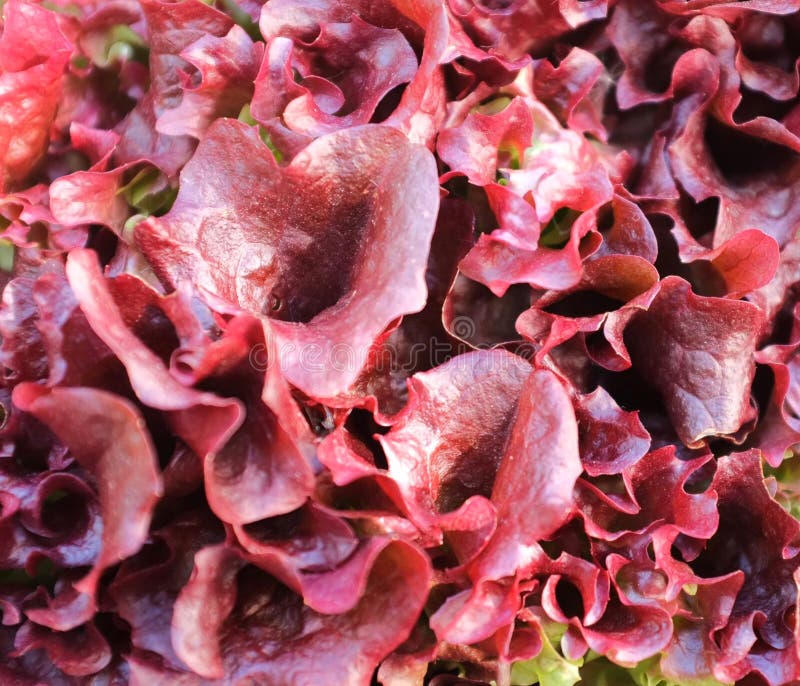 Red Salad stock photo. Image of salads, green, farmer - 101343202