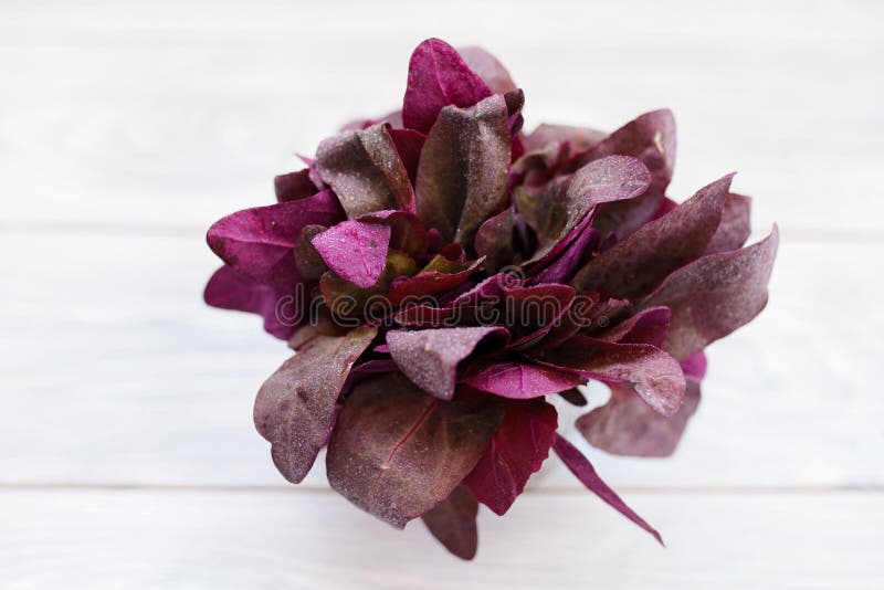Red Salad on White Table stock photo. Image of leaf, freshness - 70495318