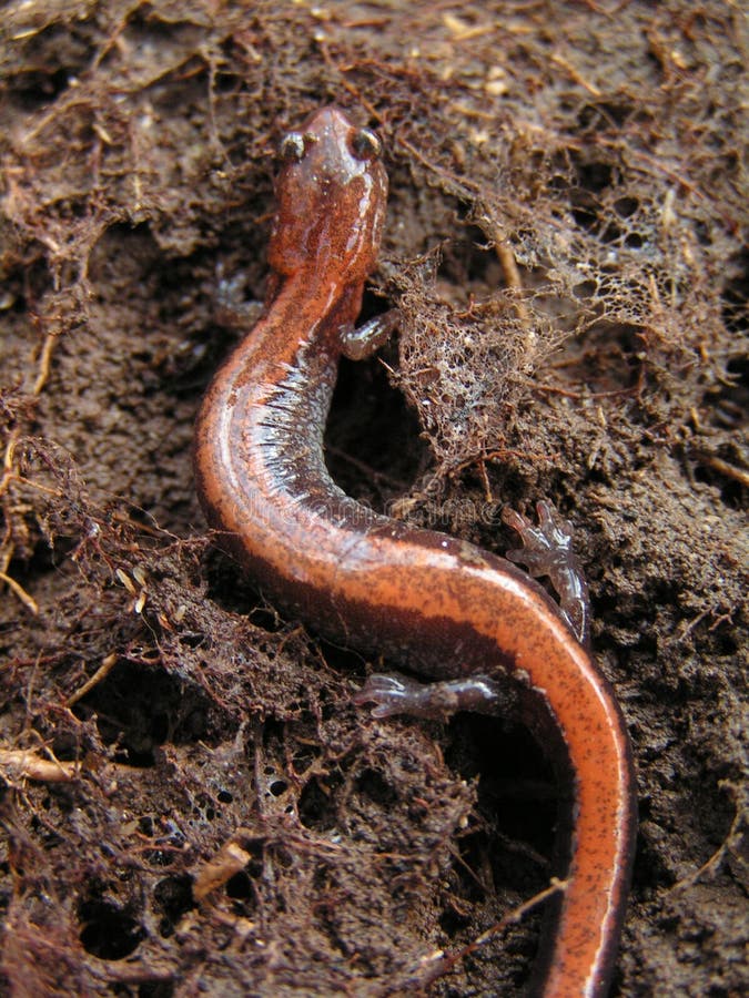 Larval Blue Ridge Red Salamander Stock Photo - Image of herpetology ...