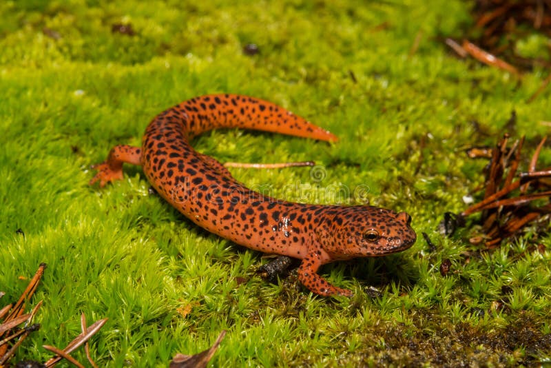 Larval Blue Ridge Red Salamander Stock Photo - Image of herpetology ...