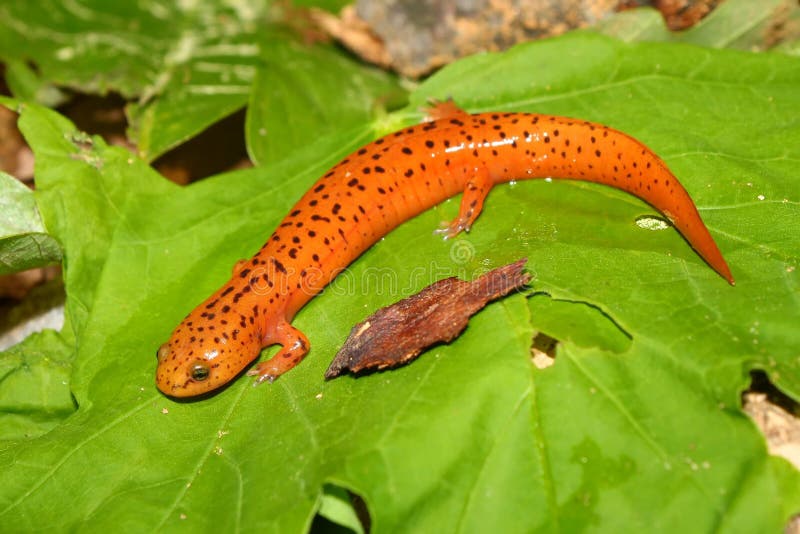 Red Salamander (Pseudotriton Ruber) Stock Photo - Image of sano ...