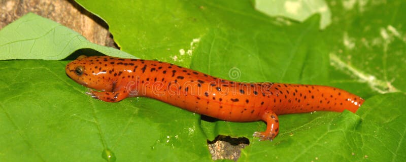 Red Salamander (Pseudotriton Ruber) Stock Photo - Image of pretty ...