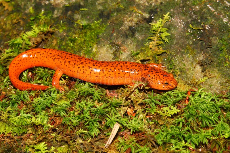 Red Salamander (Pseudotriton Ruber) Stock Photo - Image of environment ...