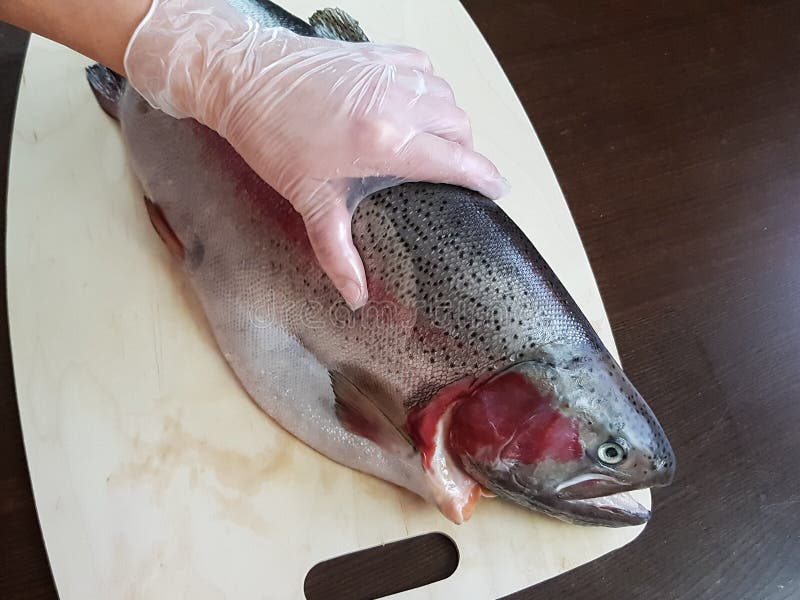 Red Salmon Fish in the Hands of the Cook. Cutting Fish. Stock Image ...