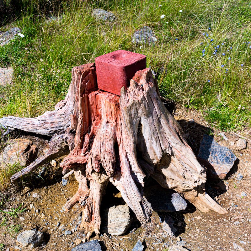 A Red Salt Stone for Animals Stock Photo - Image of stone, museum ...