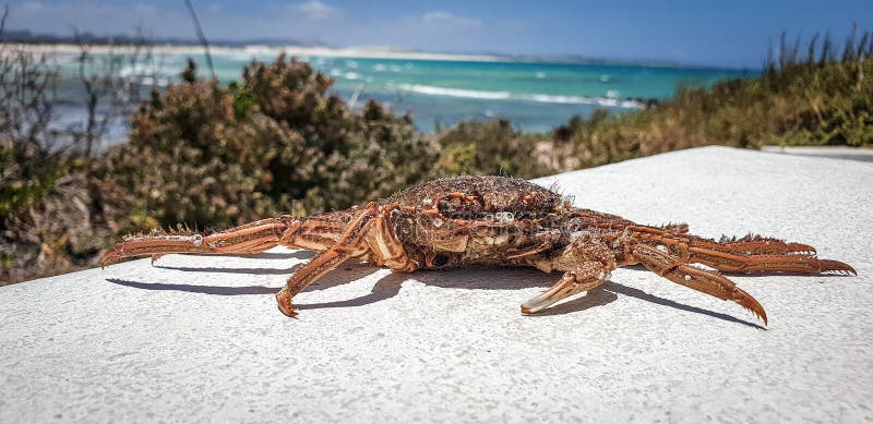 Saltwater Crab, Closeup, Kurusadai Island, Gulf of Mannar Biosphere ...