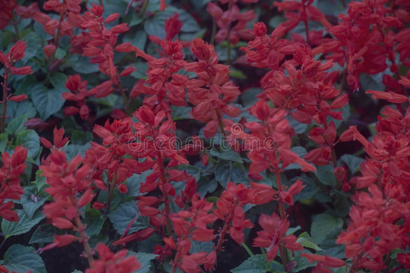 Red Salvia Flowers Garden stock photo. Image of fower - 139303936