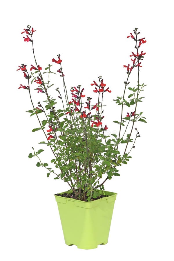 Red Salvia Microphylla Floret in a Pot Isolated Stock Photo - Image of ...
