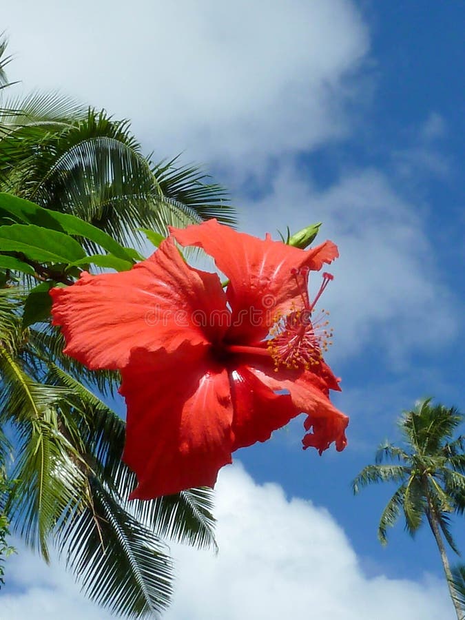 Red Samoan Hibiscus Stock Photos - Free & Royalty-Free Stock Photos ...