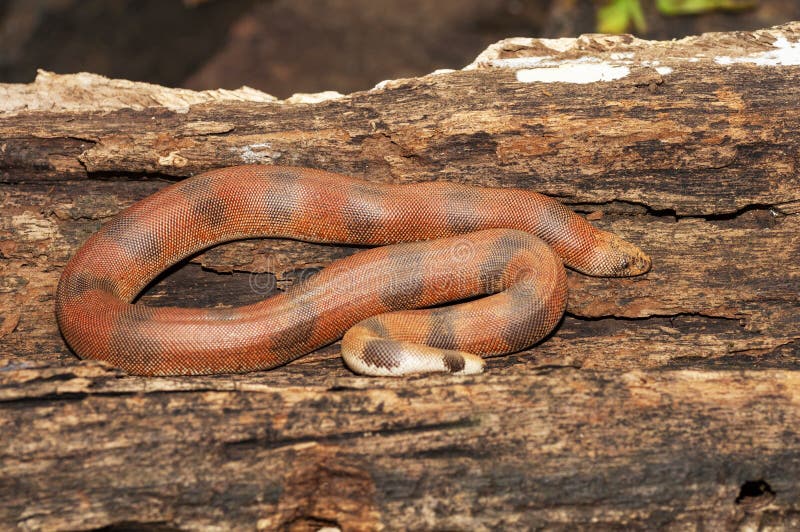 Common Sand Boa, Gongylophis Conucus, Non Venomous, Common, Saswad ...