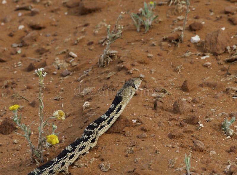 Red Sand Desert Gopher Snake by Yellow Wildflowers Stock Photo - Image ...