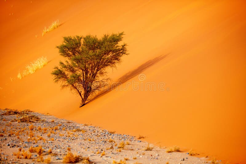 Red sand dune of Namibia stock image. Image of natural - 153838201