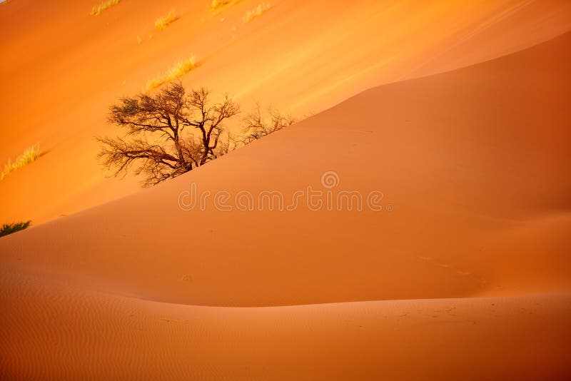Red sand dune of Namibia stock image. Image of travel - 191457821