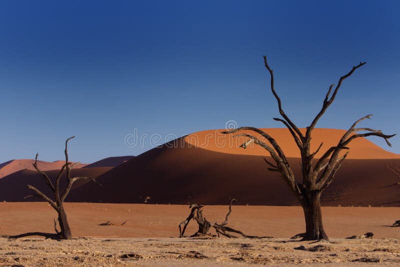 Red Sand Dunes and Dead Trees Stock Image - Image of dead, desert: 39253363
