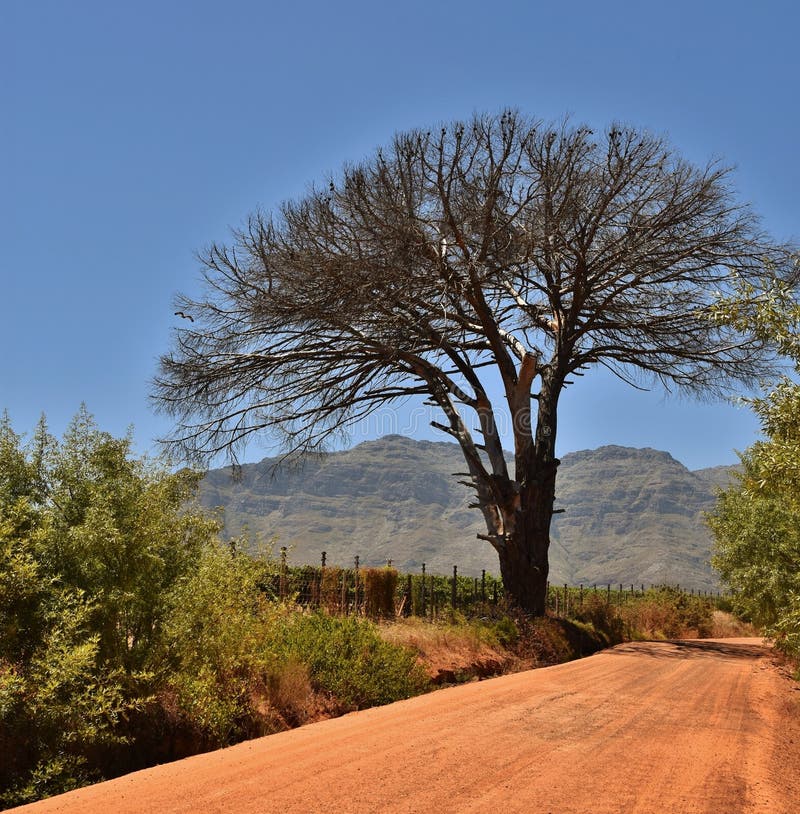 Red sand Road stock photo. Image of dead, rural, plants - 66621060