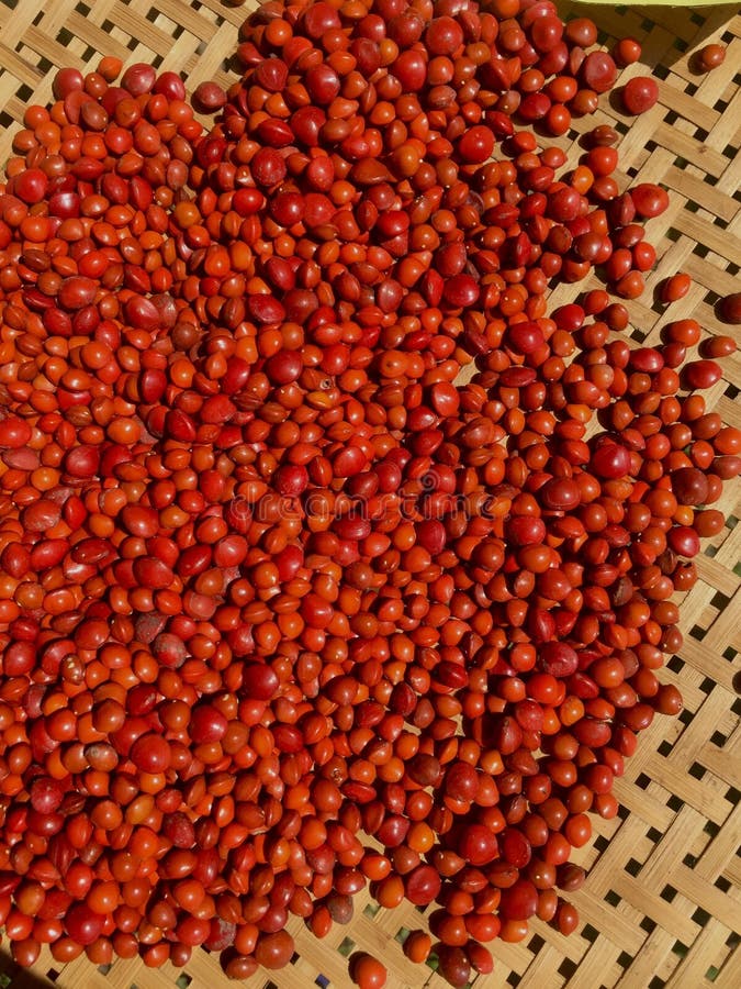 Red Sandalwood Tree stock photo. Image of redwood, local - 83269406