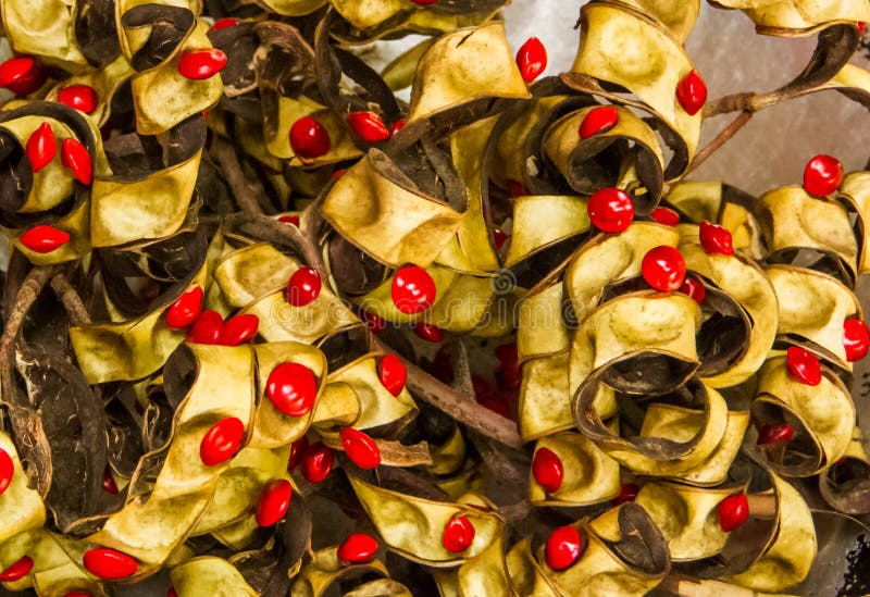 Red sandlewood seeds stock image. Image of seeds, tree - 40906809