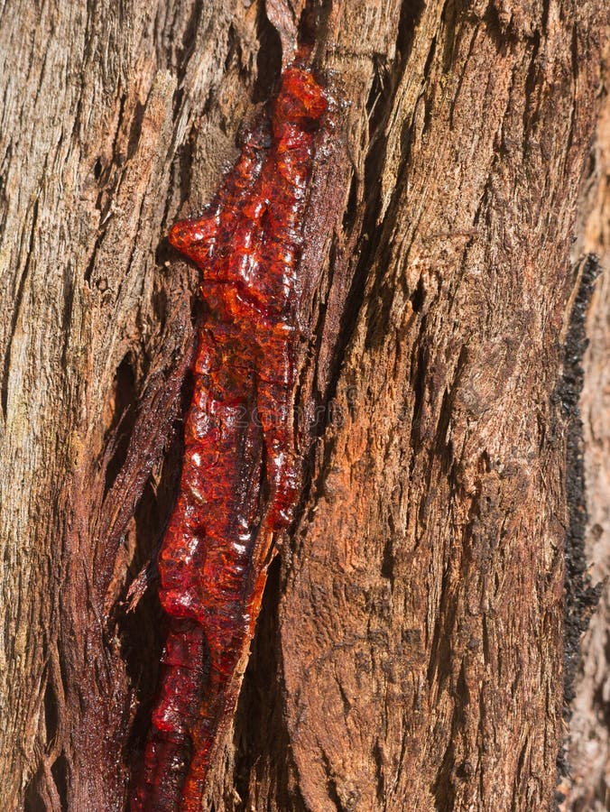 Red sap running down tree stock photo. Image of close - 307002480