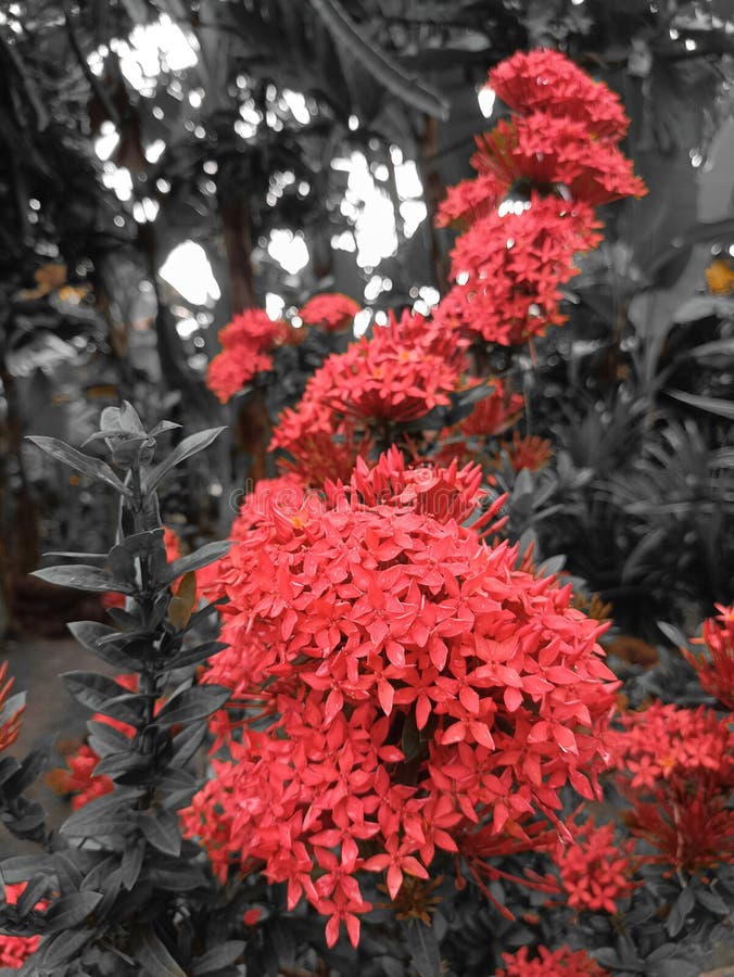 Red Saraca Asoca Flower stock photo. Image of saraca - 266771870