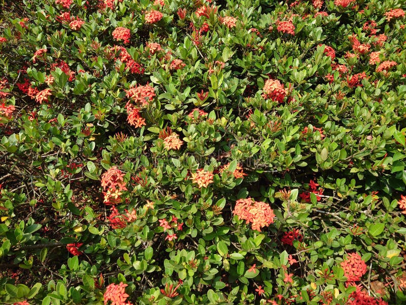 Red Saraca Asoca Grows Thickly in the Flower Garden Stock Photo - Image ...