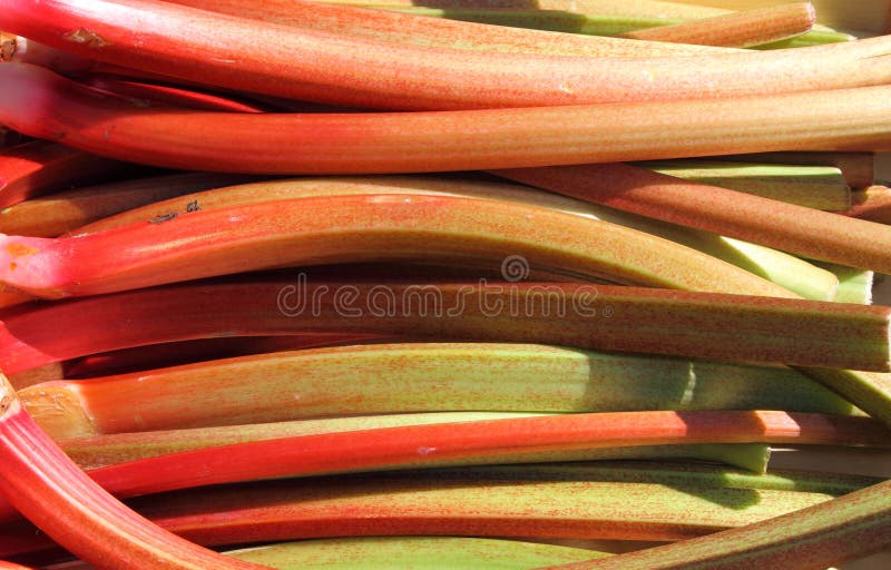 Red scallion stock photo. Image of agriculture, healthy - 55744570
