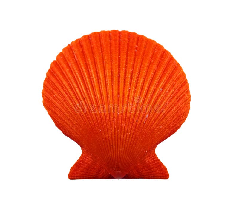 Red scallop. stock photo. Image of cover, jagged, vitality - 24030182