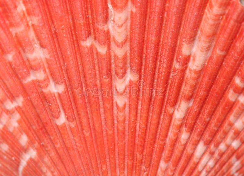 Red scallop shell abstract stock image. Image of white - 70546507