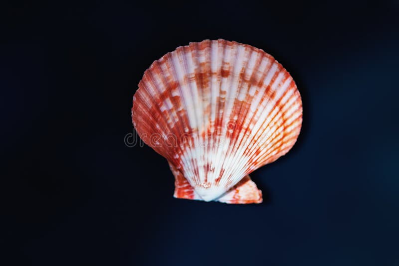 Red Scallop Shell - Seashell Stock Image - Image of environment, nature ...