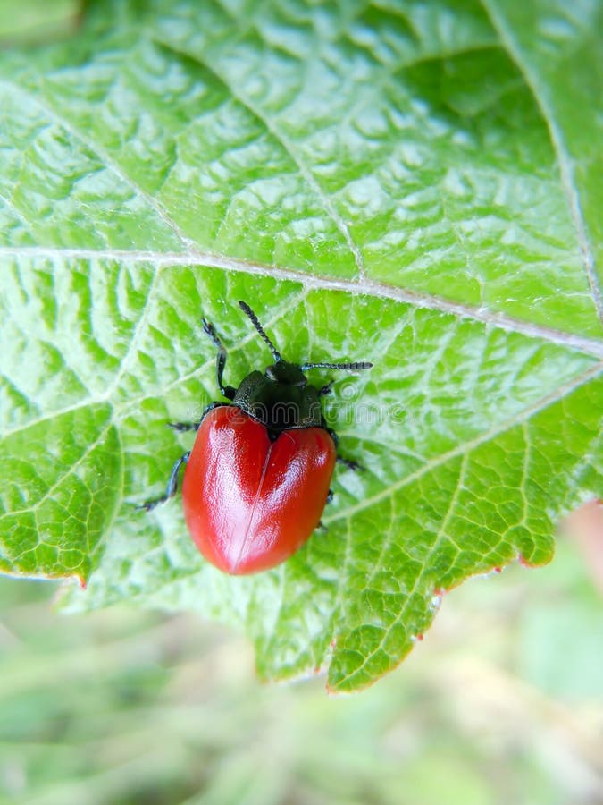 Red Scarab Beetle Looking for Food Stock Photo - Image of insect ...