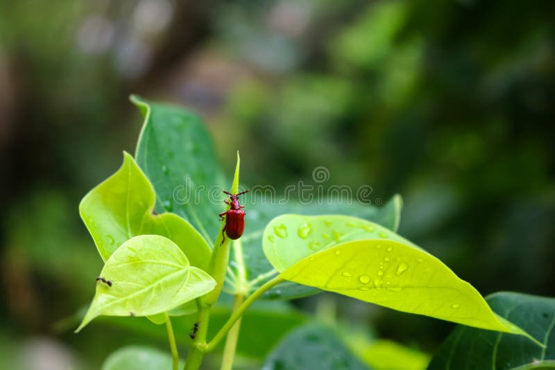 Red scarab on leaves. stock image. Image of beauty, colorful - 77891403