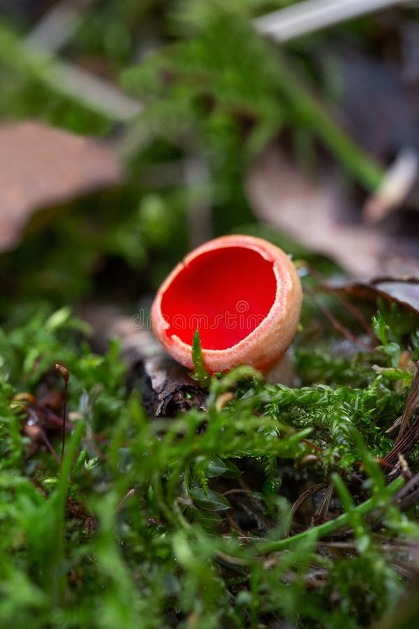 Red Scarlet Elf Cup and Green Moss Stock Photo - Image of fungi, forest ...