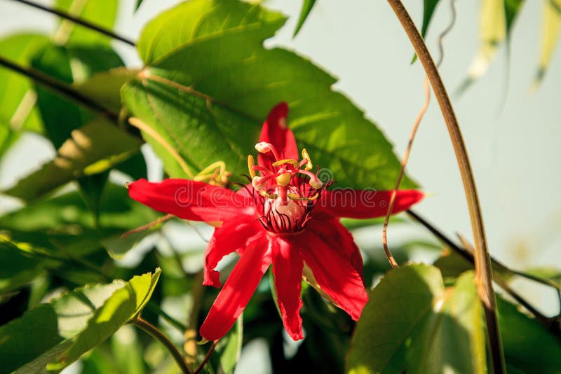 Red Scarlet Flame Passionflower Vine Stock Photo - Image of garden ...