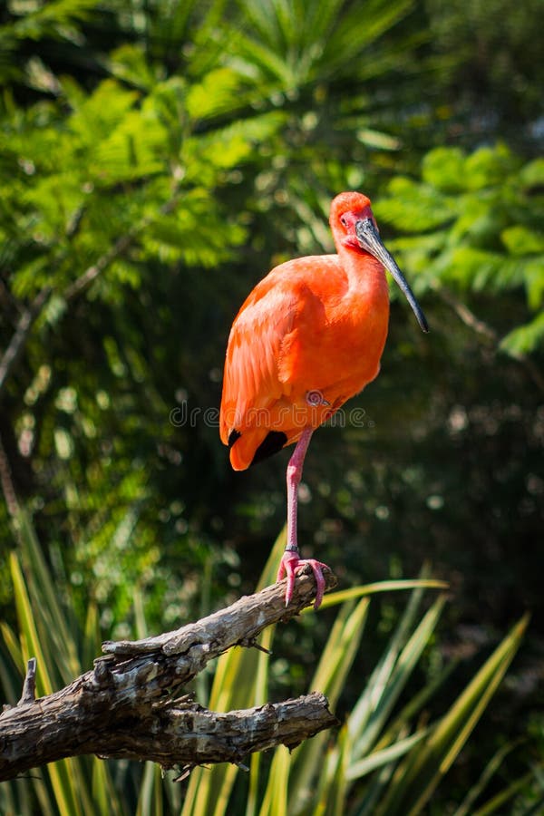 Red Scarlet Ibis stock image. Image of wilderness, marshy - 98315985