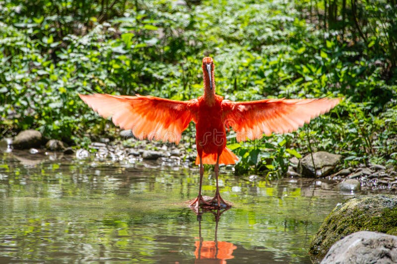 Red Scarlet Ibis after Showering Wide Open Wings Stock Photo - Image of ...