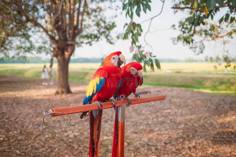 Red Scarlet Macaws Perching on Rail in Garden Stock Image - Image of ...