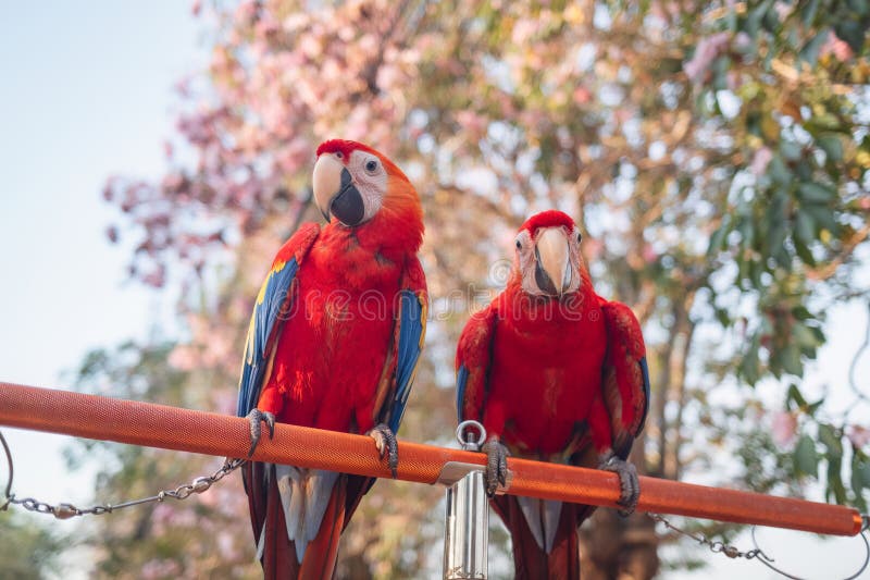 Red Scarlet Macaws Perching on Rail in Garden Stock Image - Image of ...