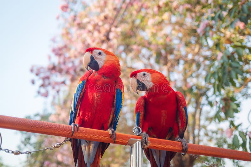 Red Scarlet Macaws Perching on Rail in Garden Stock Photo - Image of ...