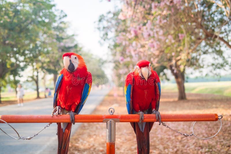 Red Scarlet Macaws Perching on Rail in Garden Stock Image - Image of ...