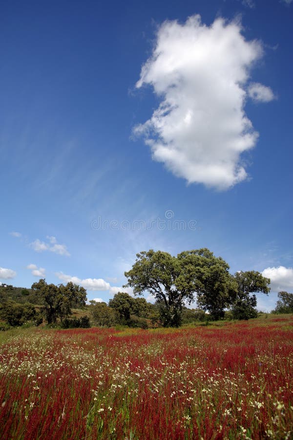 Red scenery stock image. Image of farming, flora, lively - 4820519