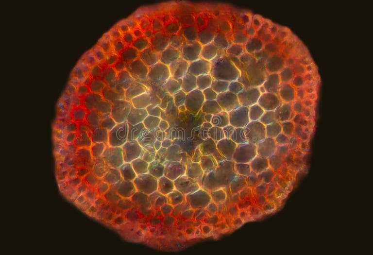 122 Wing Cross Section Png Stock Photos - Free & Royalty-Free Stock ...