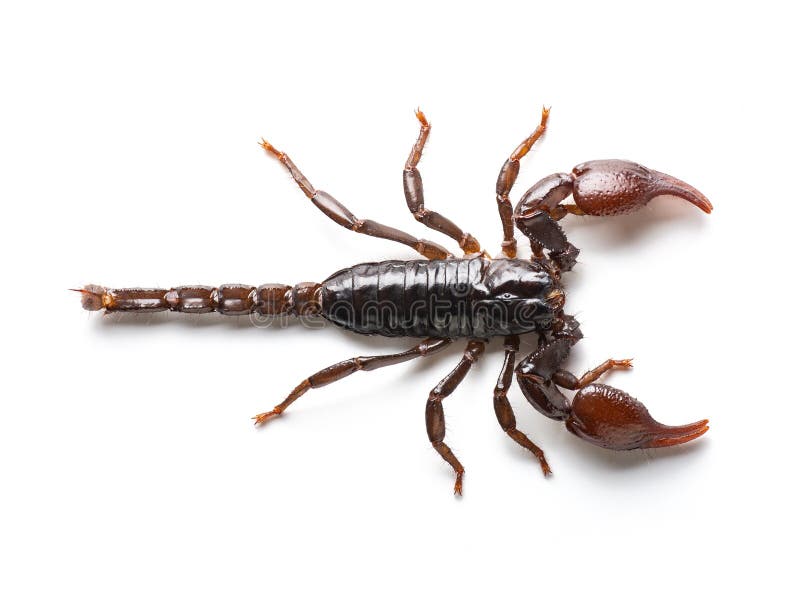 Red scorpion stock photo. Image of tail, background - 214188286