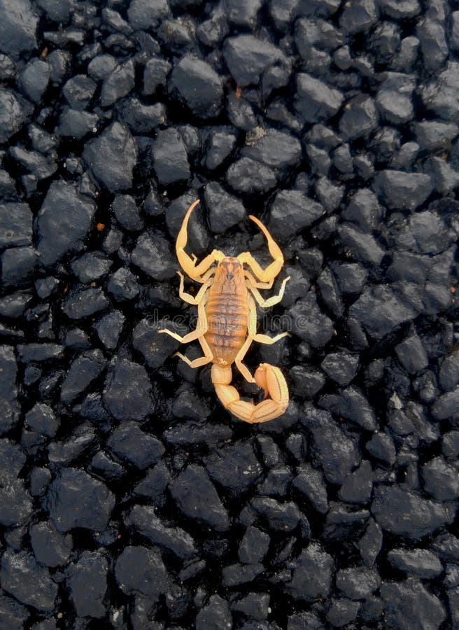 Red scorpion stock photo. Image of poisnous, scorpion - 90139772